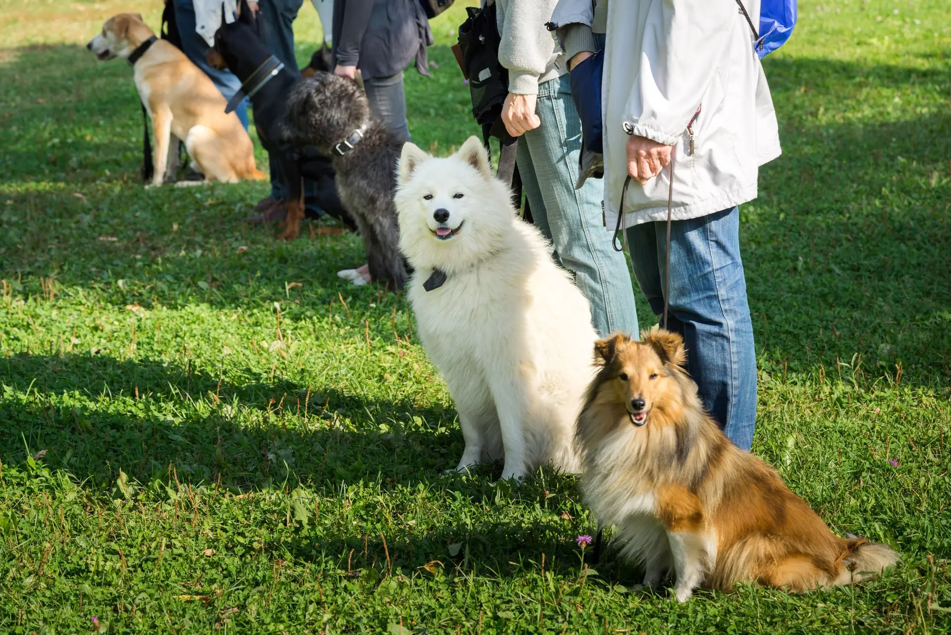 Wochenendseminare mit Hund: Workshops mit Hund - Dogsworld Campus