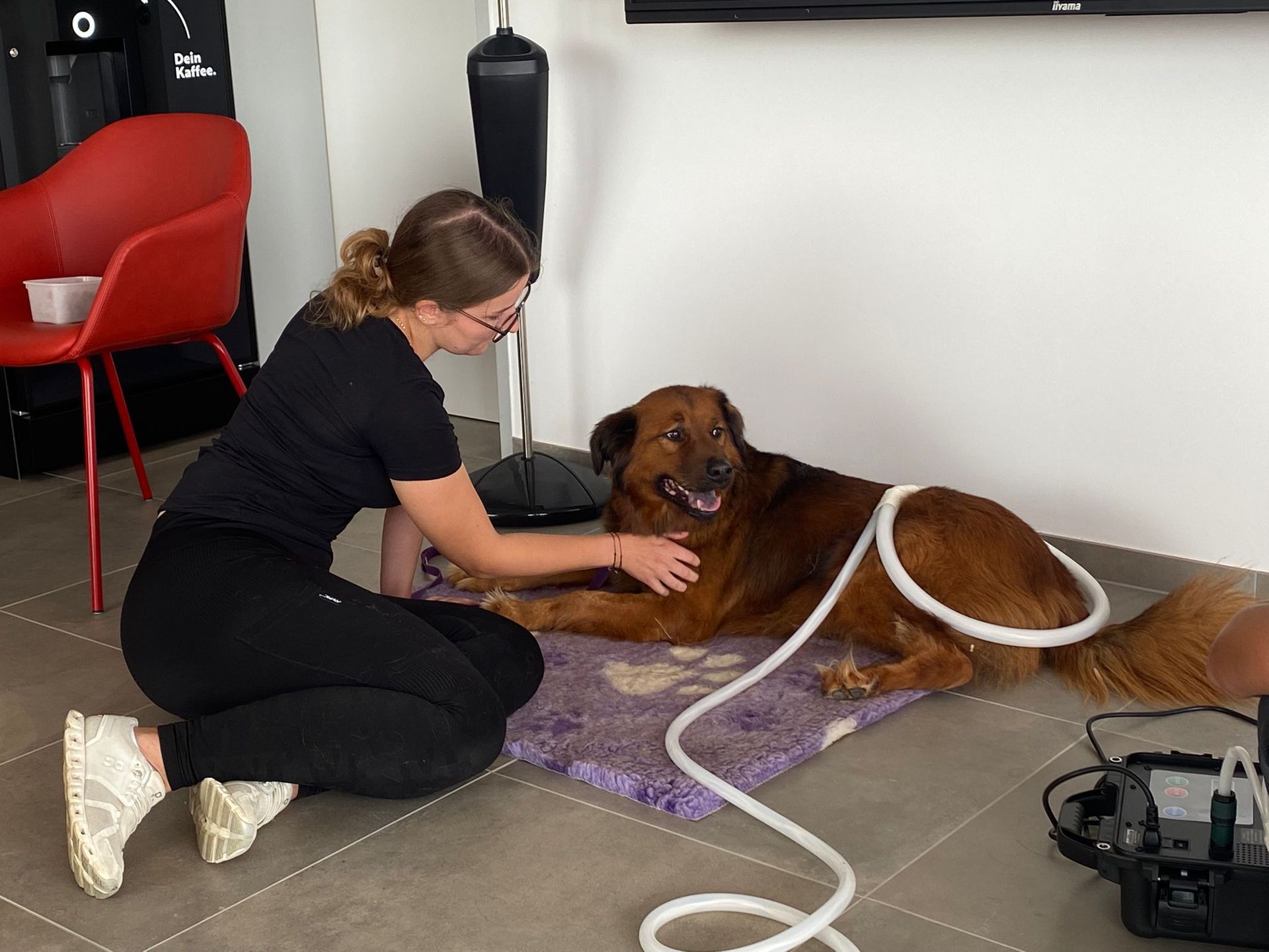 Workshop Magnawave am Dogsworld Campus öffnet neue Sichtweisen